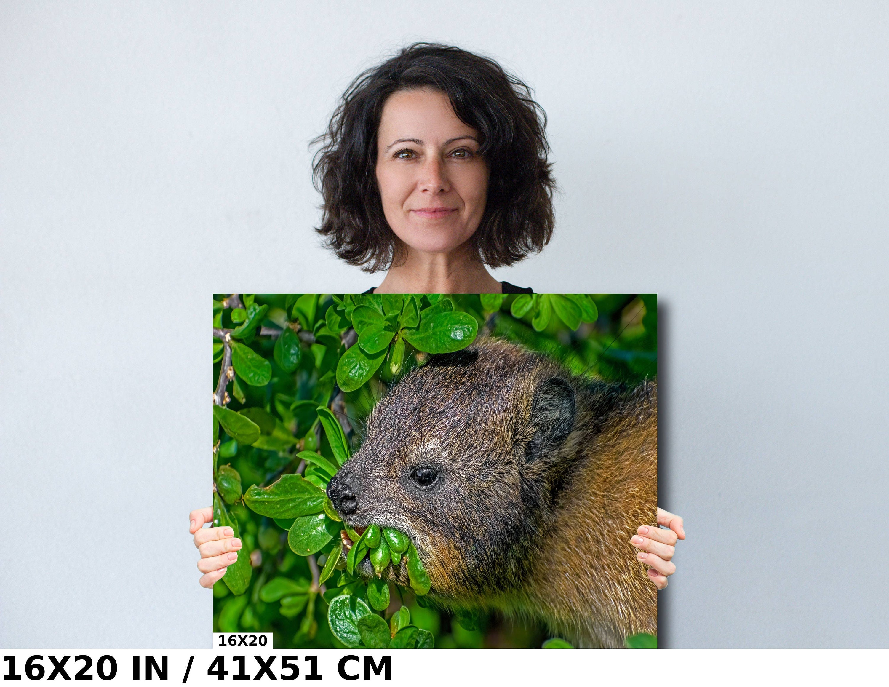 Hyrax / Rock Rabbit / Dassie / Cute Rodent Eating in Boulder's Bay in ...