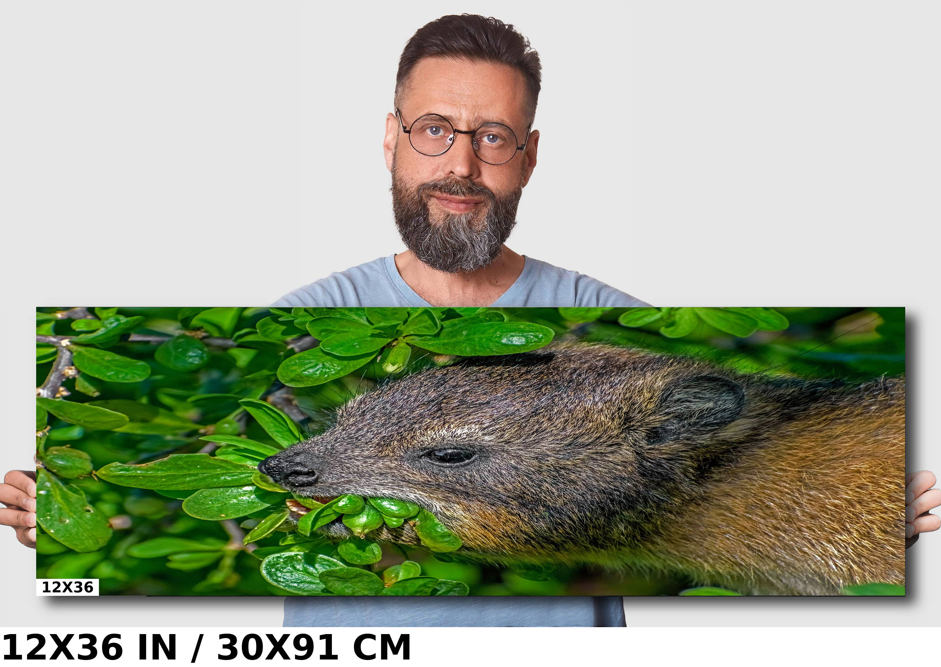 Hyrax / Rock Rabbit / Dassie / Cute Rodent Eating in Boulder's Bay in ...