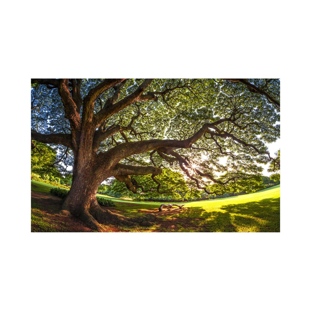 Tree of Light Print, Wall Art, Photography, Golden Ratio, Nature ...