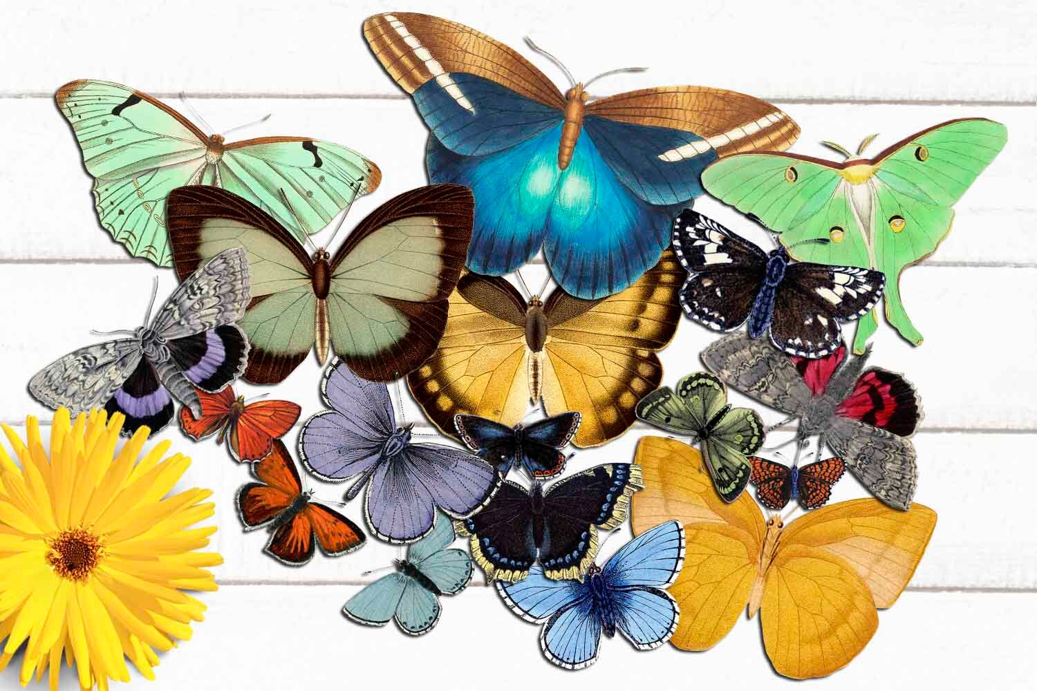 Vintage Butterflies Clip Art PNG JPEG Butterfly Watercolor - Etsy UK