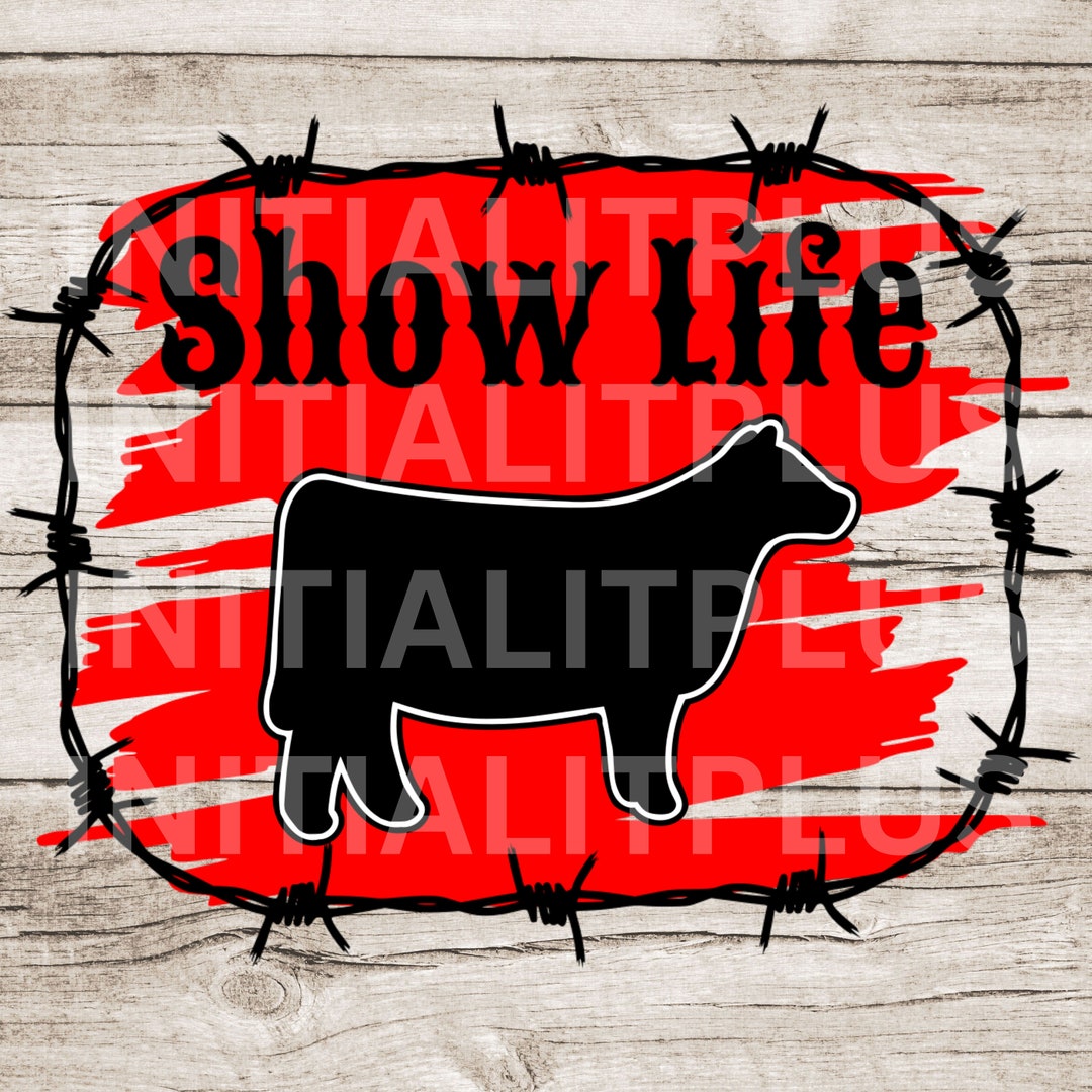 Show Life Cow PNG, Stock Show Cow, Show Cow PNG, Western Show Cow, Show ...