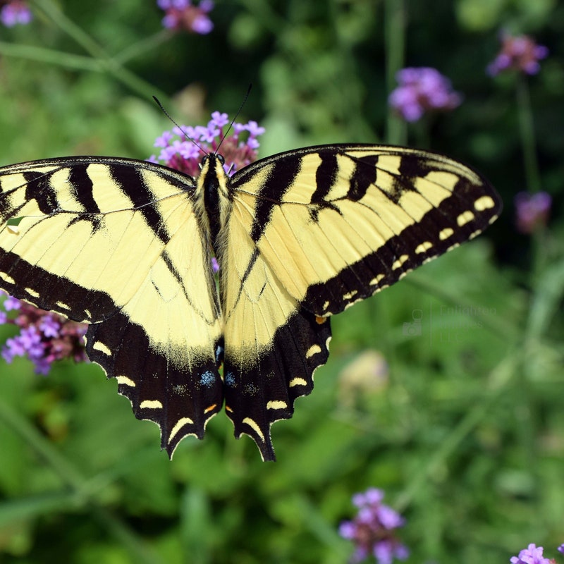 Yellow Swallowtail - Etsy