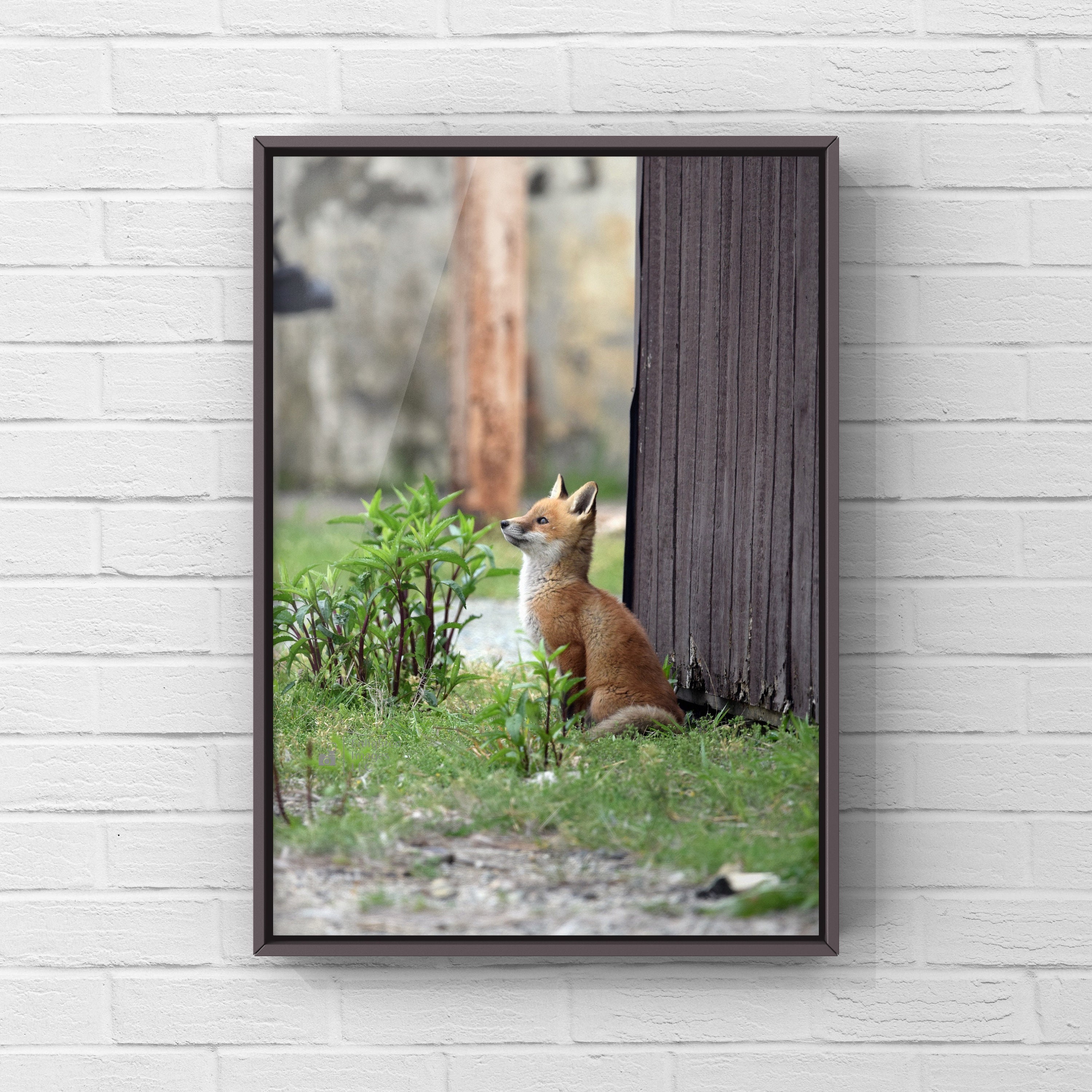 Wildlife Photo of a Fox Kit - Etsy