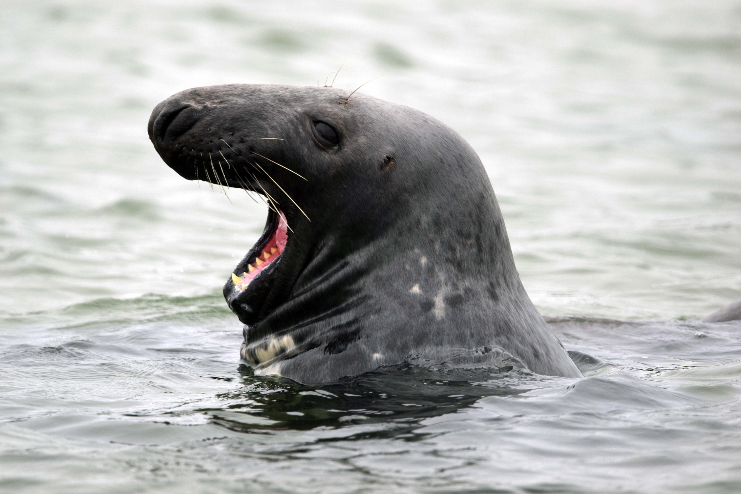 Digital Download Seal Photo - Etsy