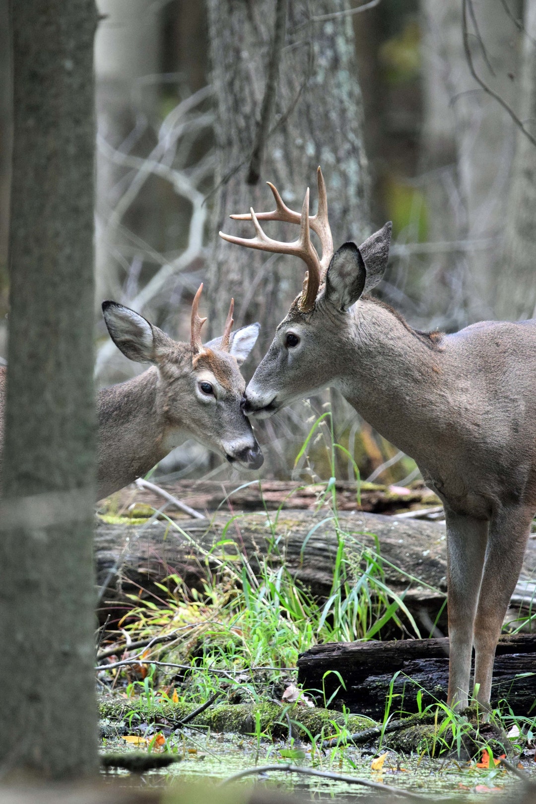 White Tailed Deer Buck - Etsy