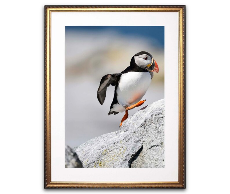 Bird Art, Atlantic Puffins Taken at Machias Seale Island, Maine - Etsy