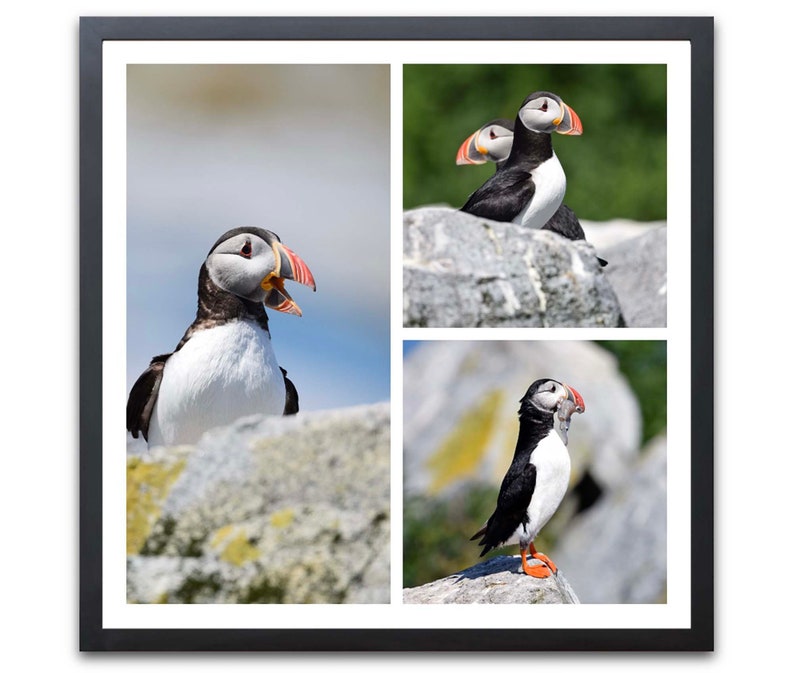 Bird Art, Atlantic Puffins Taken at Machias Seale Island, Maine - Etsy
