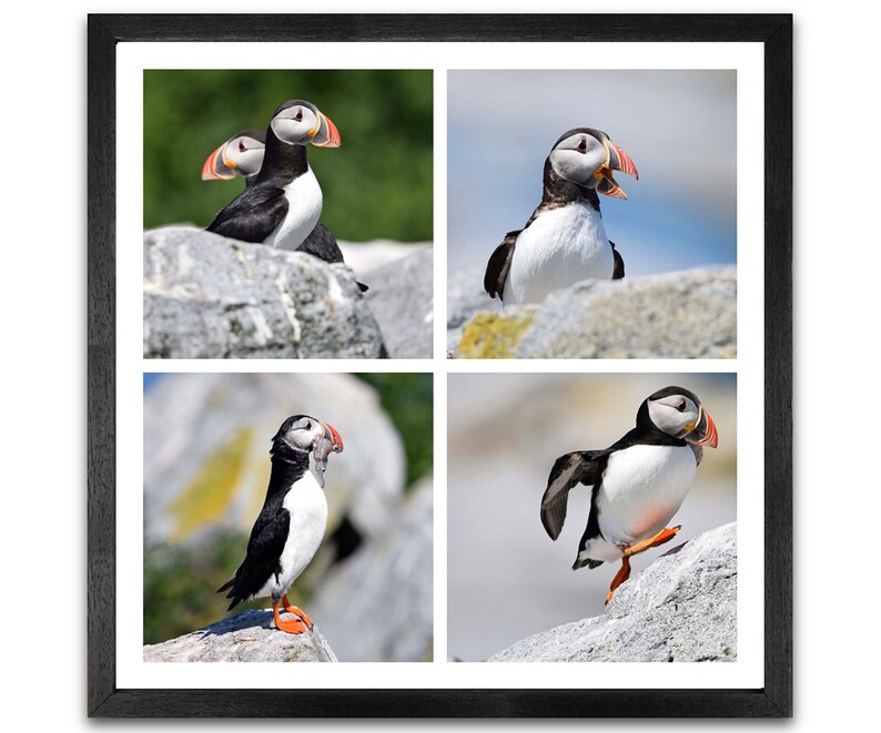 Bird Art, Atlantic Puffins Taken at Machias Seale Island, Maine - Etsy