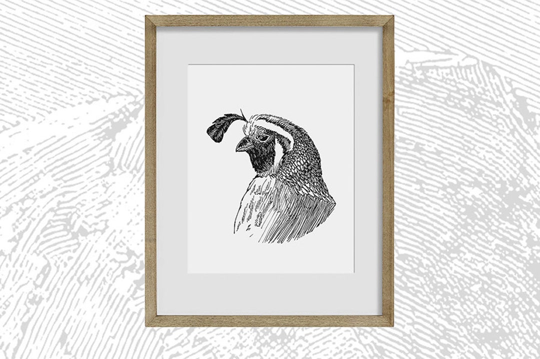 Quail Pen and Ink Print Nature Art Black and White Vintage Wildlife ...