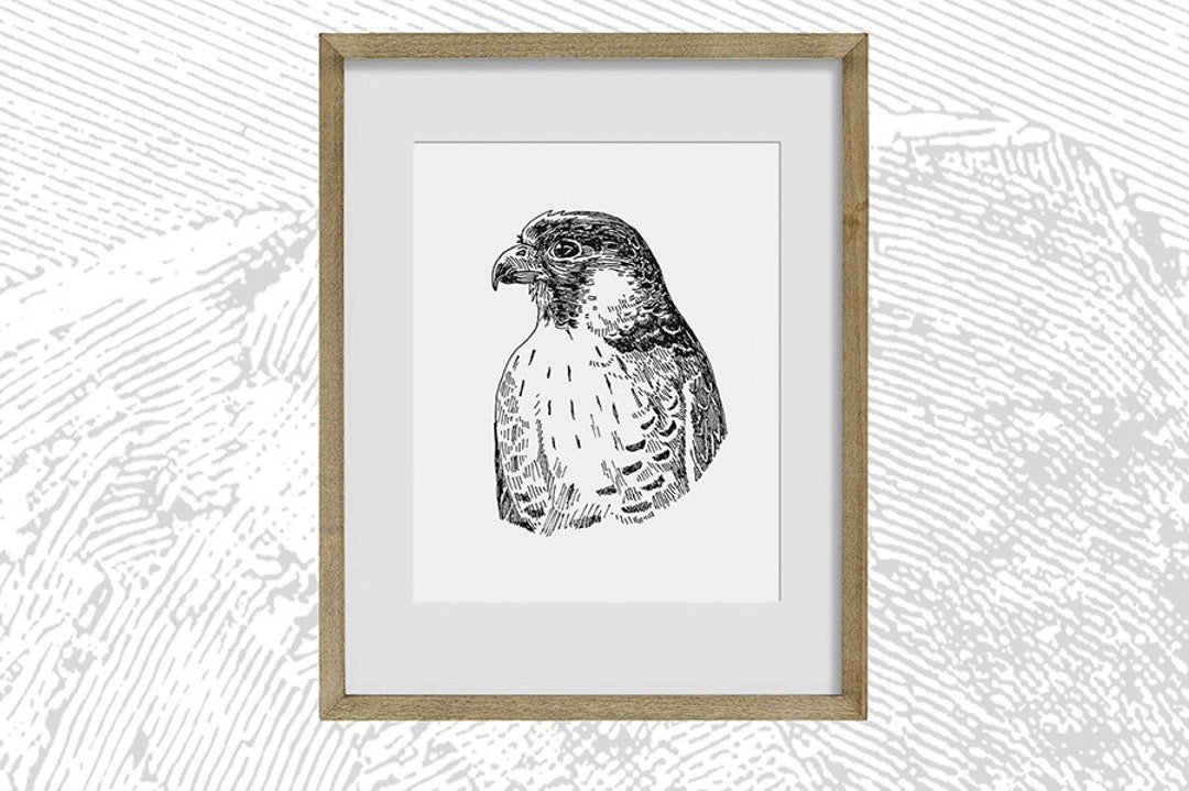 Falcon | Pen and Ink Print | Nature Art | Black and White Vintage ...