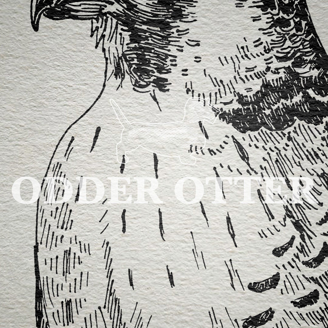 Falcon | Pen and Ink Print | Nature Art | Black and White Vintage ...