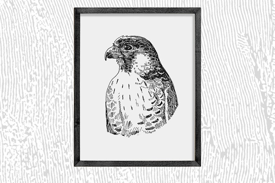 Falcon | Pen and Ink Print | Nature Art | Black and White Vintage ...