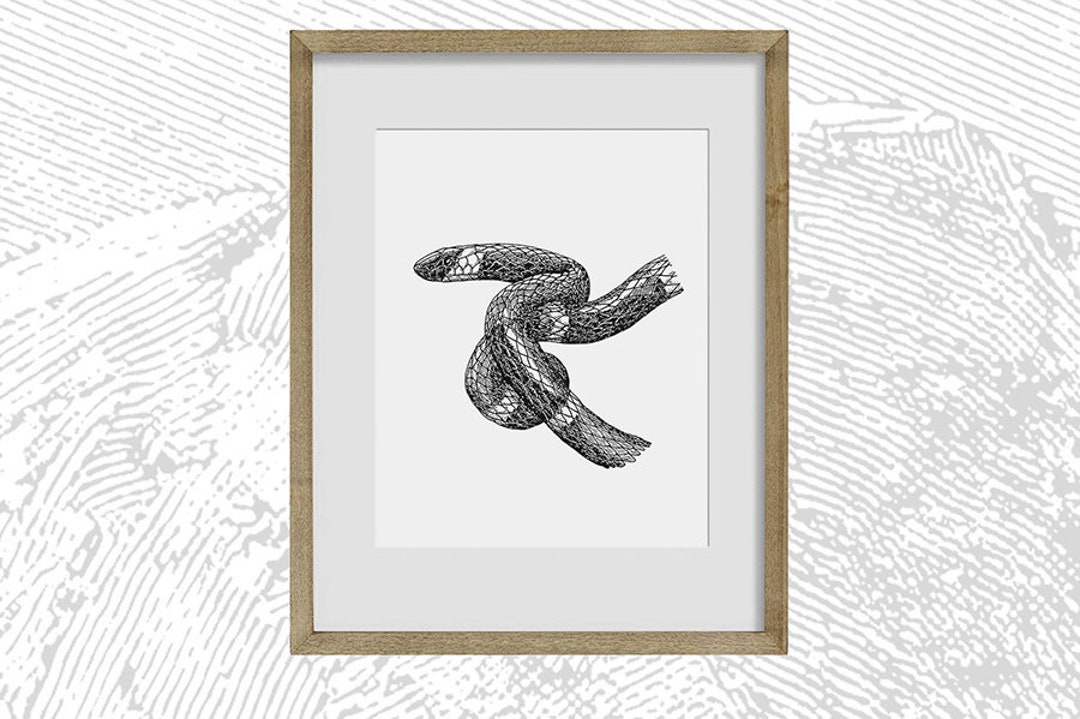 Coral Snake | Pen and Ink Print | Nature Art | Black and White Vintage ...