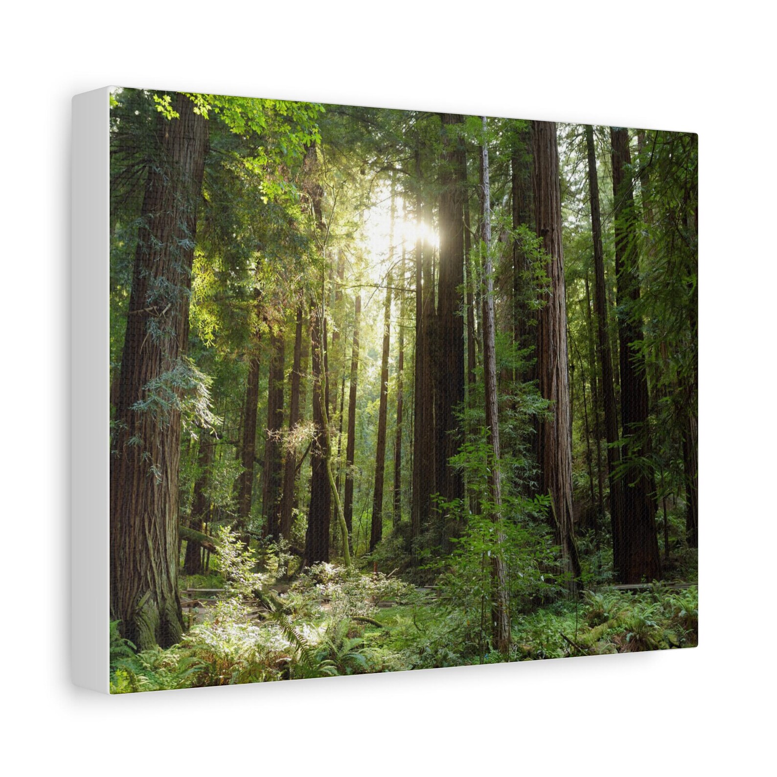 Jungle Tress Serenity: Tall Trees Embracing Nature's Beauty | Canvas ...