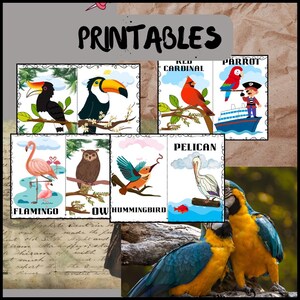 BIRDS- Preschool Weekly Lesson Plan - Etsy