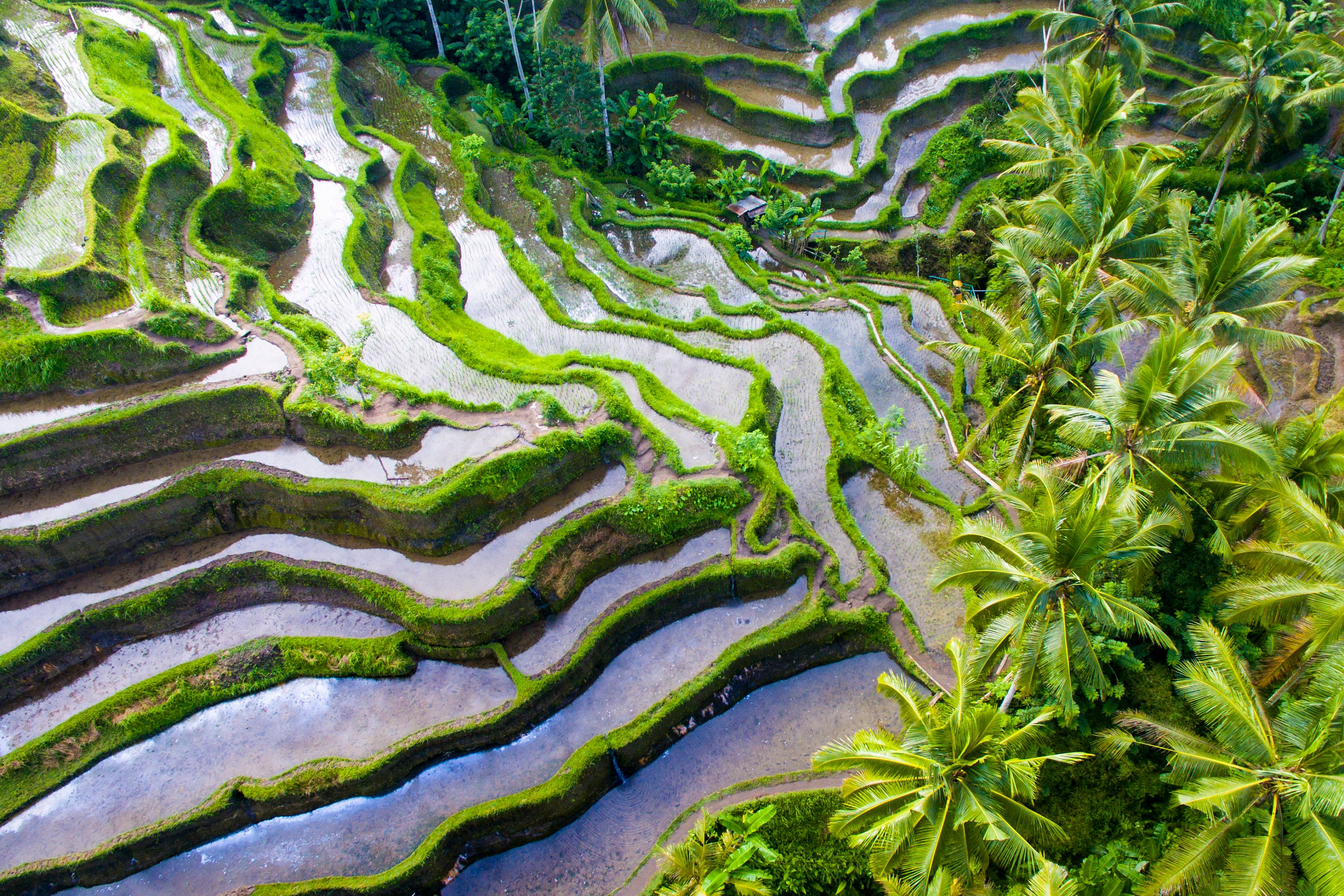 Rice Field Aerial Photo Rice Terrace Fine Art Print - Photography Print ...