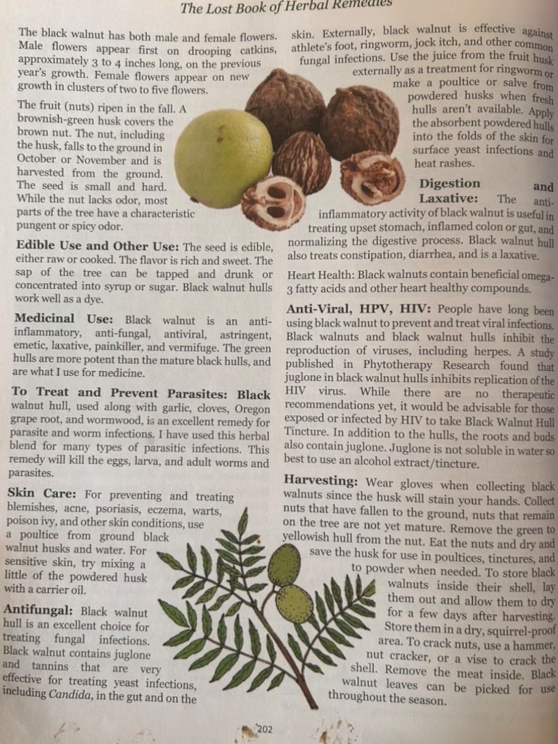 Black Walnut Tincture - Etsy