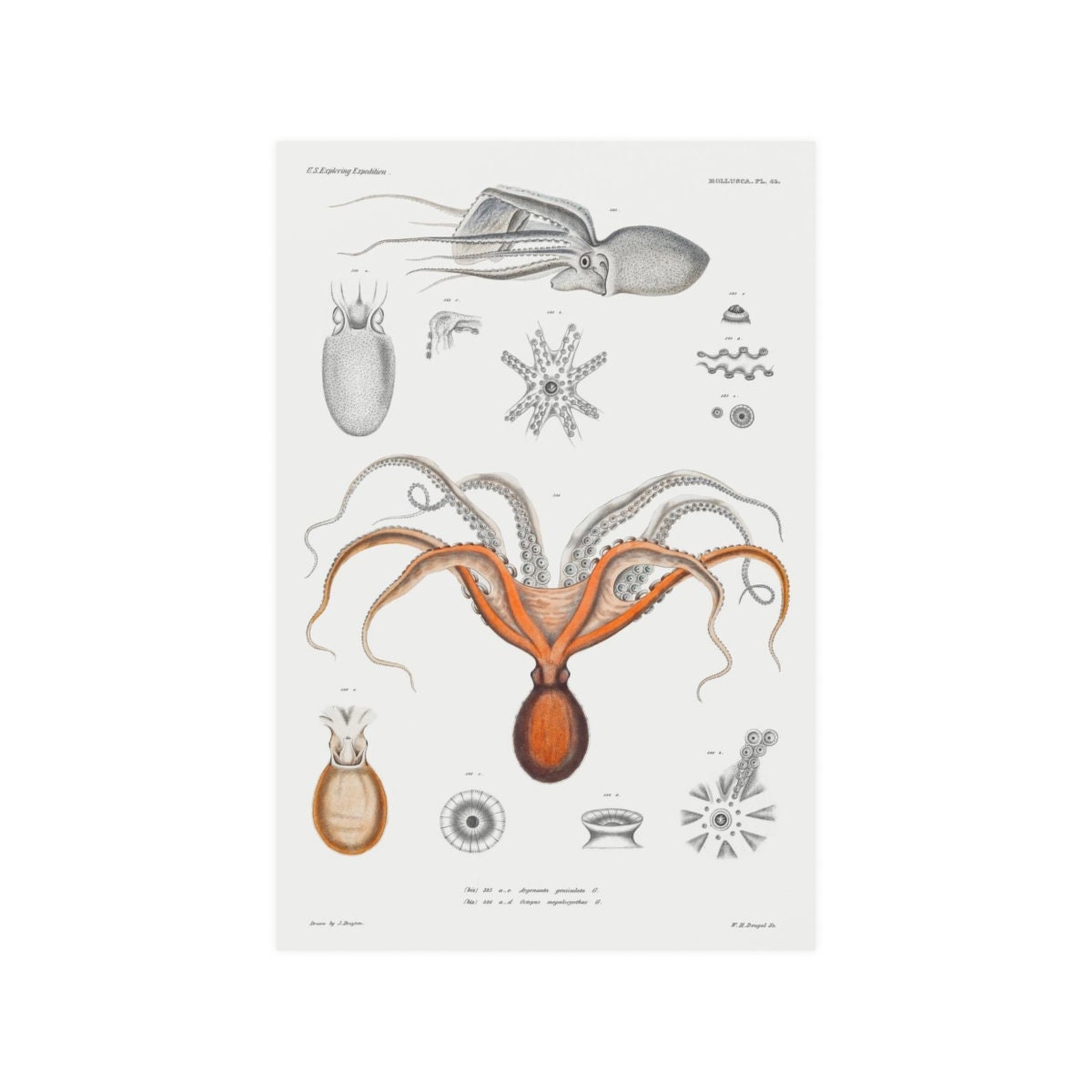 Red Octopus and an Argonaut Illustration | Print | by Augustus Addison ...