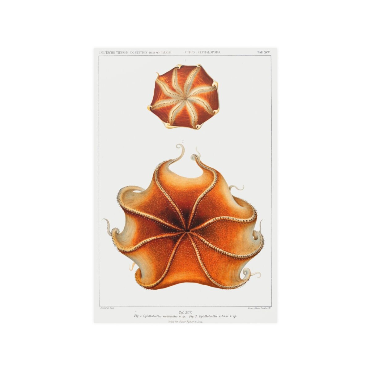 Octopus Illustration | Print | From German Deep Sea Expedition (1898 ...
