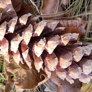 Discover the Majesty of Large 8 Inch Pine Cones - Nature's Colossal ...