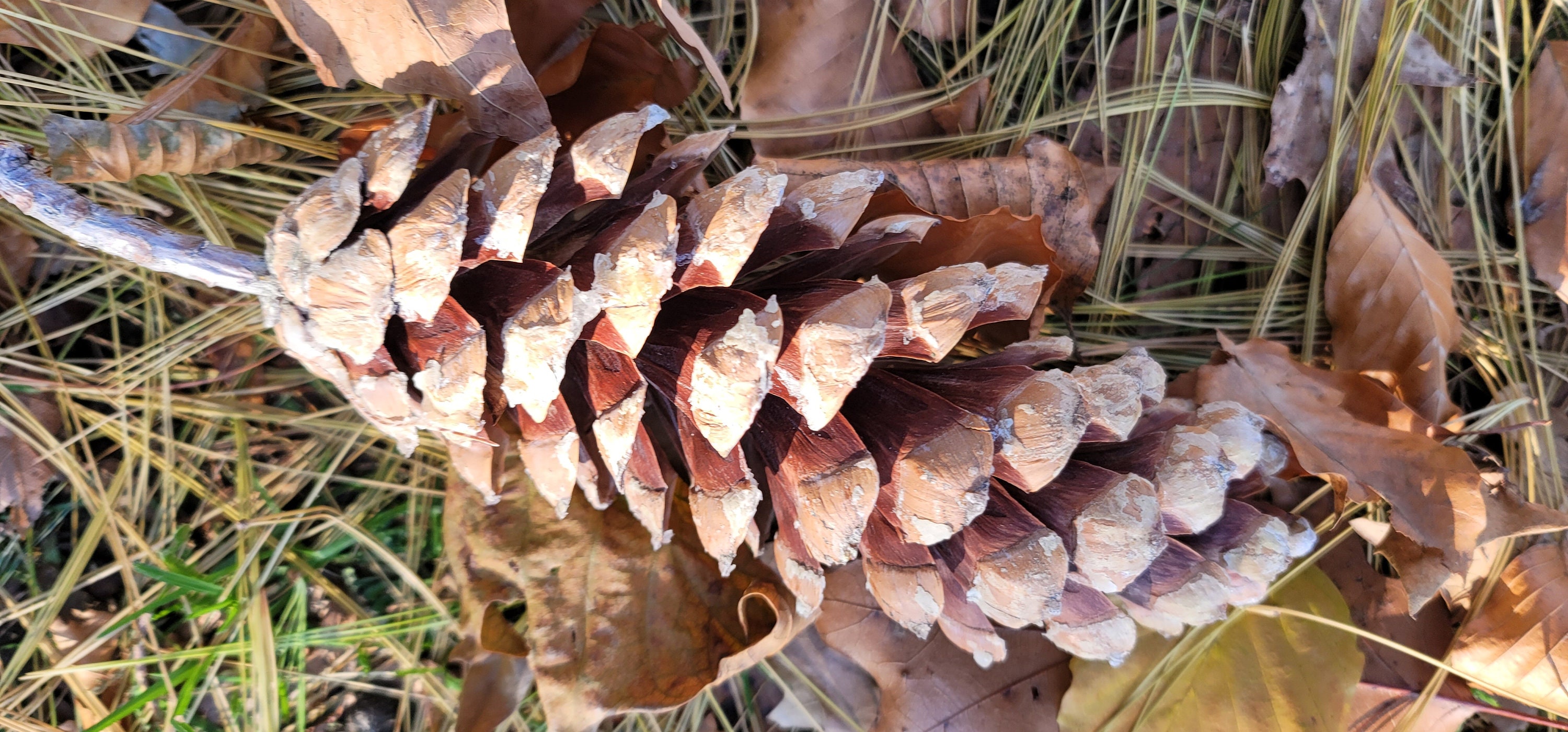 Discover the Majesty of Large 8 Inch Pine Cones - Nature's Colossal ...