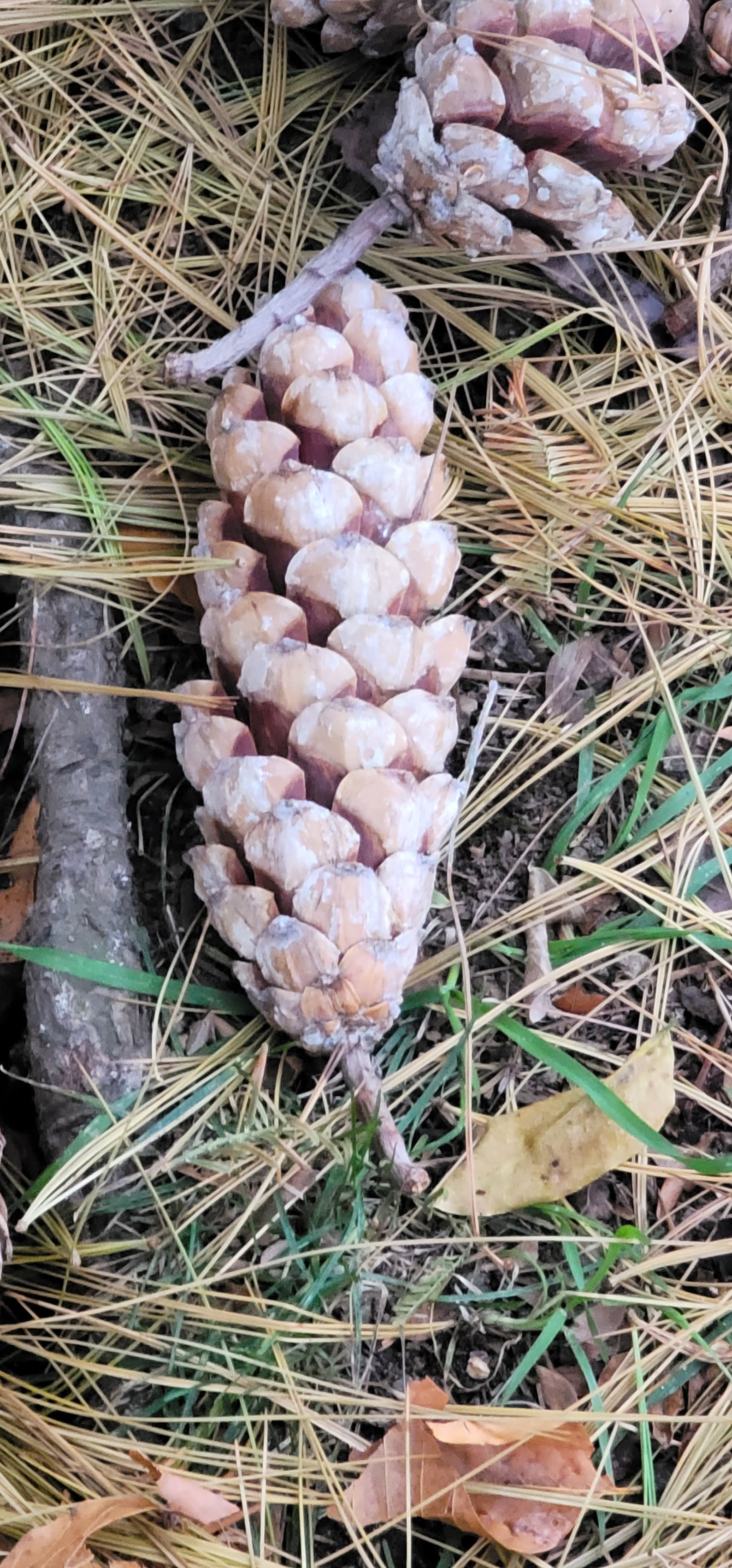 Discover the Majesty of Large 8 Inch Pine Cones - Nature's Colossal ...