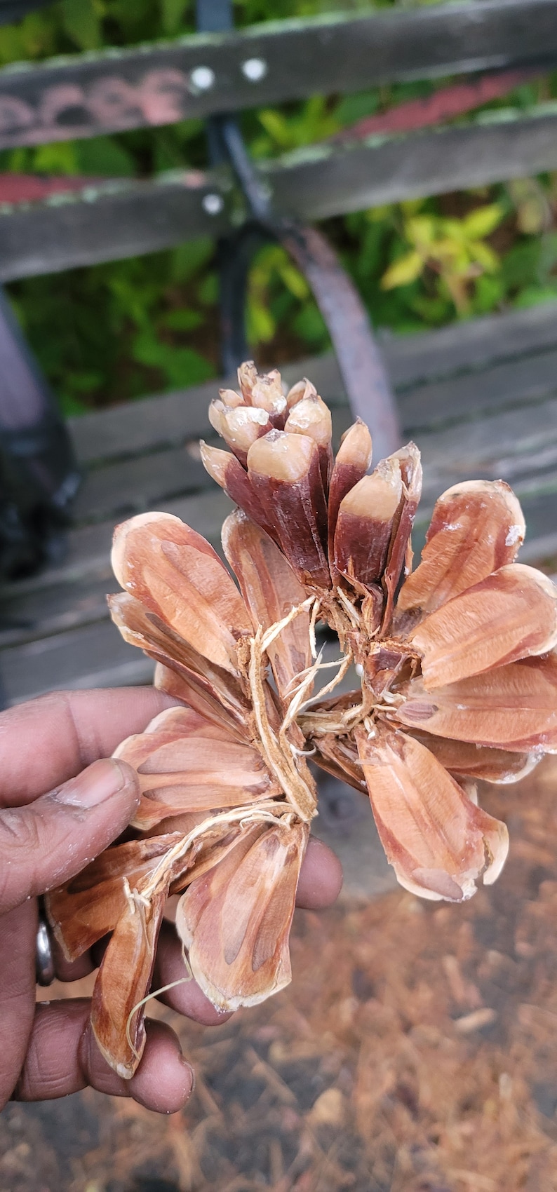 Discover the Majesty of Large 8 Inch Pine Cones - Nature's Colossal ...