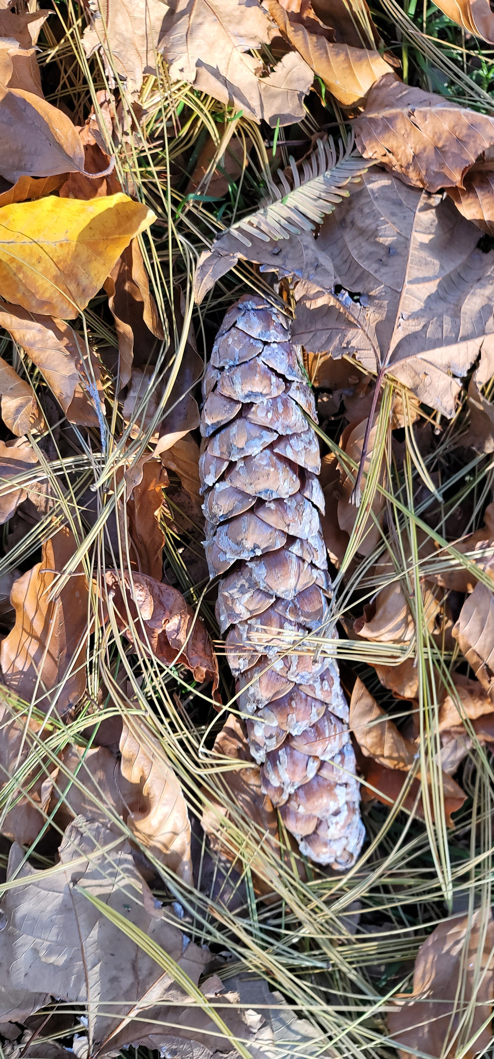 Discover the Majesty of Large 8 Inch Pine Cones - Nature's Colossal ...