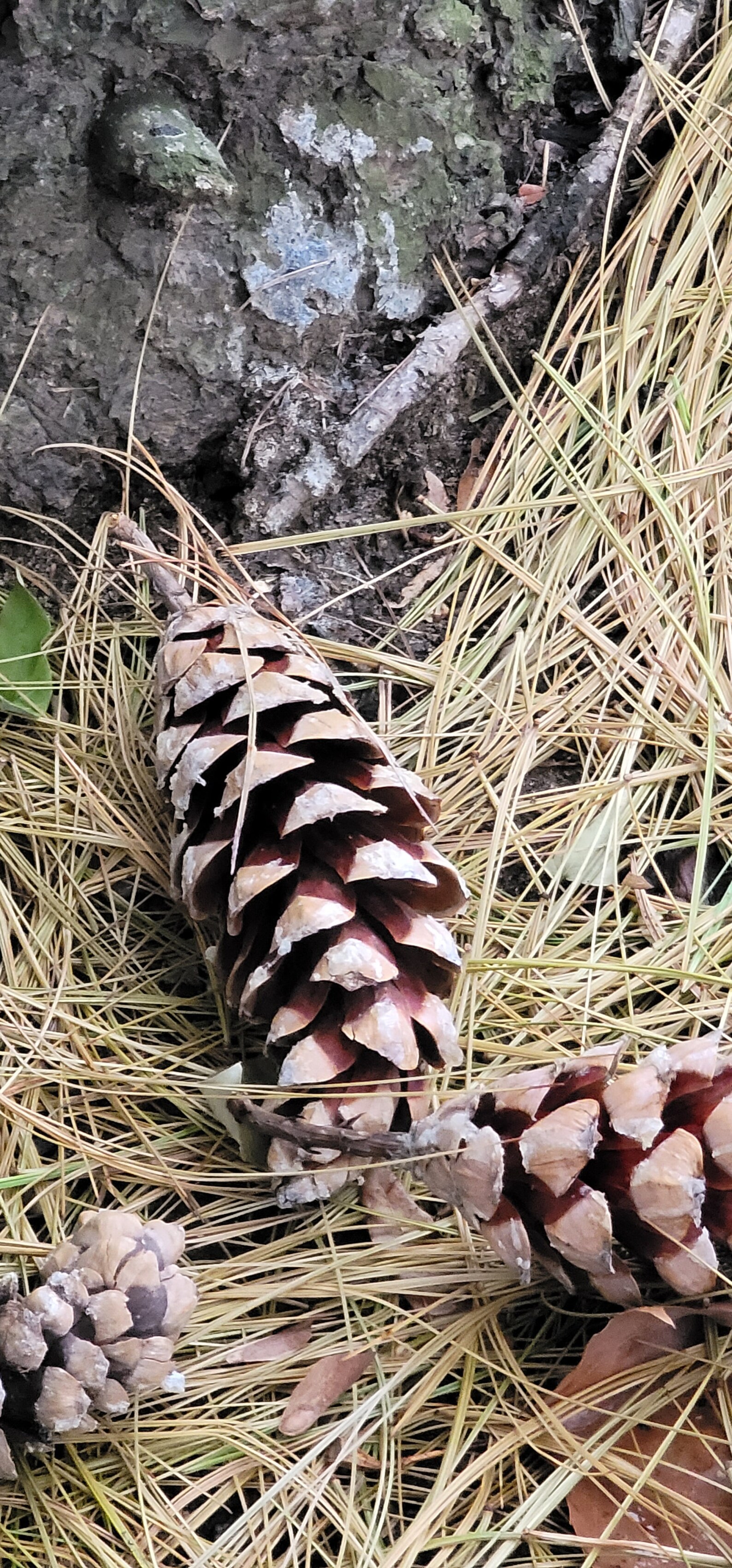 Discover the Majesty of Large 8 Inch Pine Cones - Nature's Colossal ...