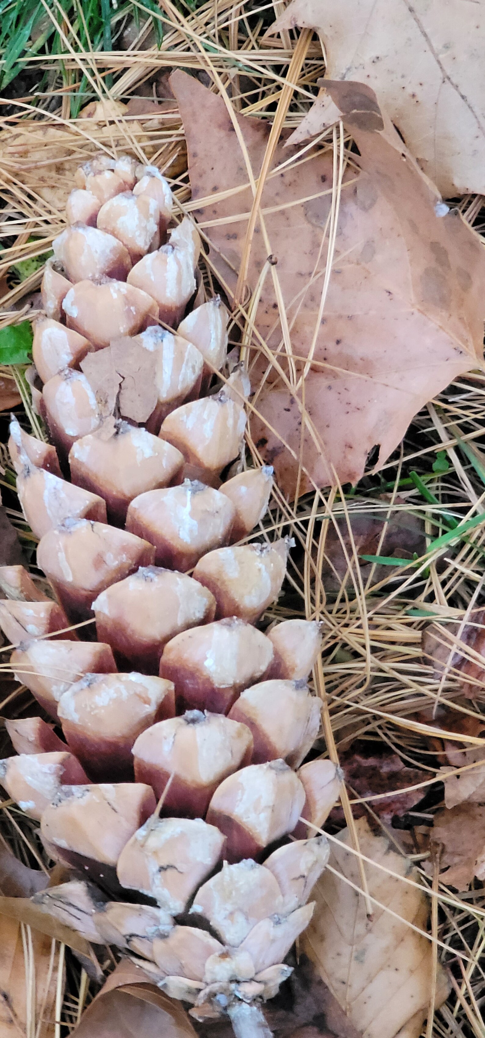Discover the Majesty of Large 8 Inch Pine Cones - Nature's Colossal ...
