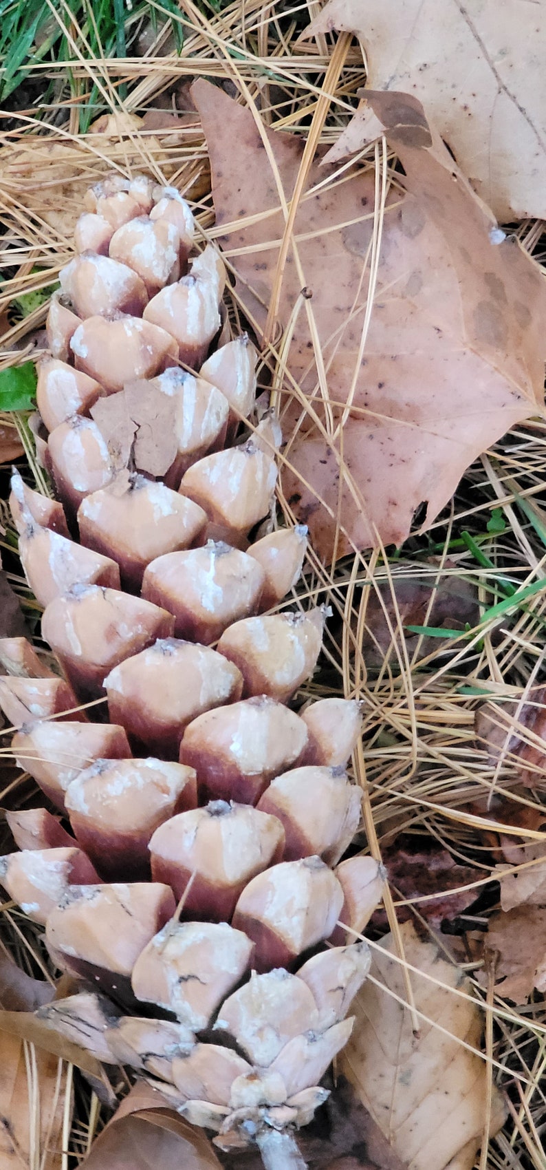 Discover the Majesty of Large 8 Inch Pine Cones - Nature's Colossal ...