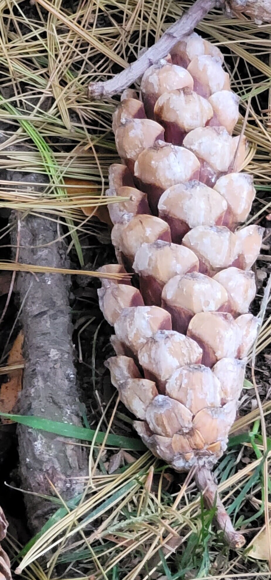 Discover the Majesty of Large 8 Inch Pine Cones - Nature's Colossal ...