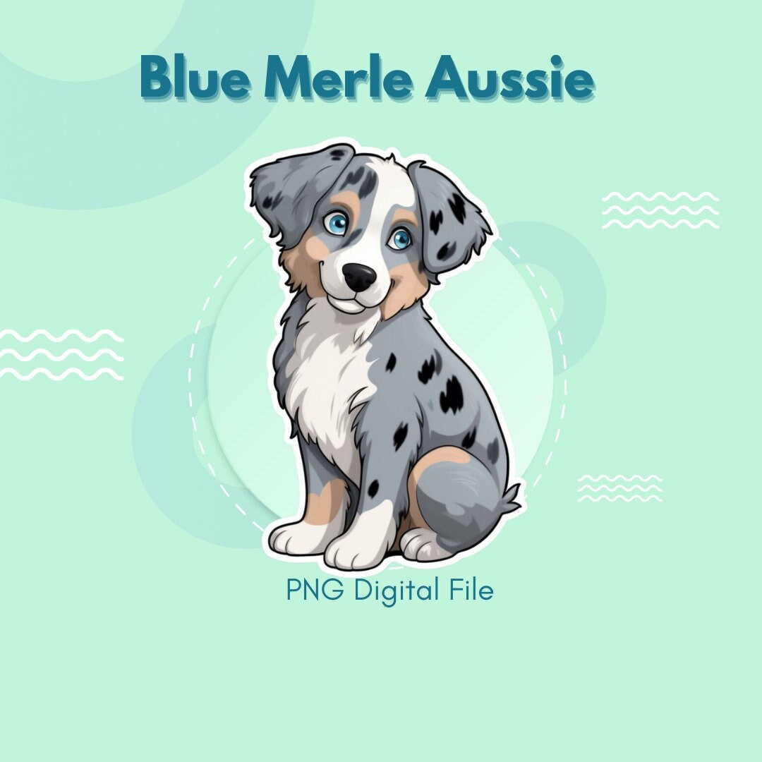 Aussie Blue Merle
