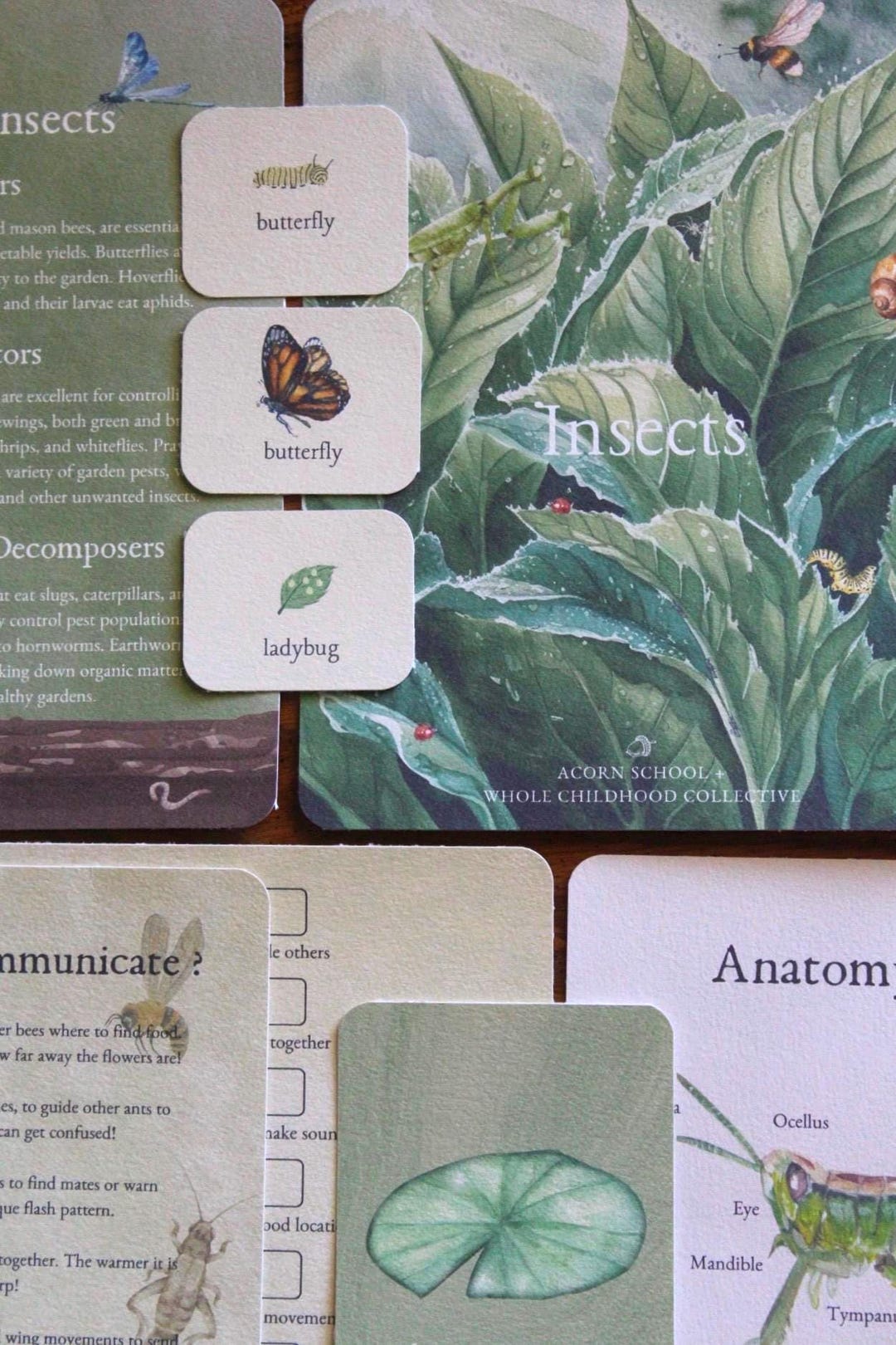 Insects Bilingual Unit Study: Flashcards & Mini-unit - Etsy