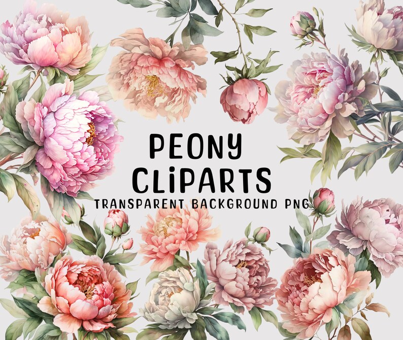 Watercolor Peonies Clipart, Peony Clip Art, Flower Clipart, Watercolor ...