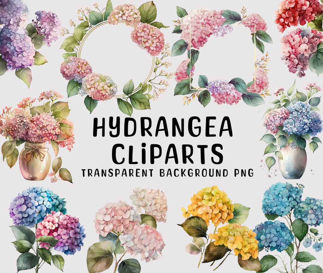 Watercolor Hydrangea Clipart Bundle, Hydrangea Clip Art, Watercolor ...