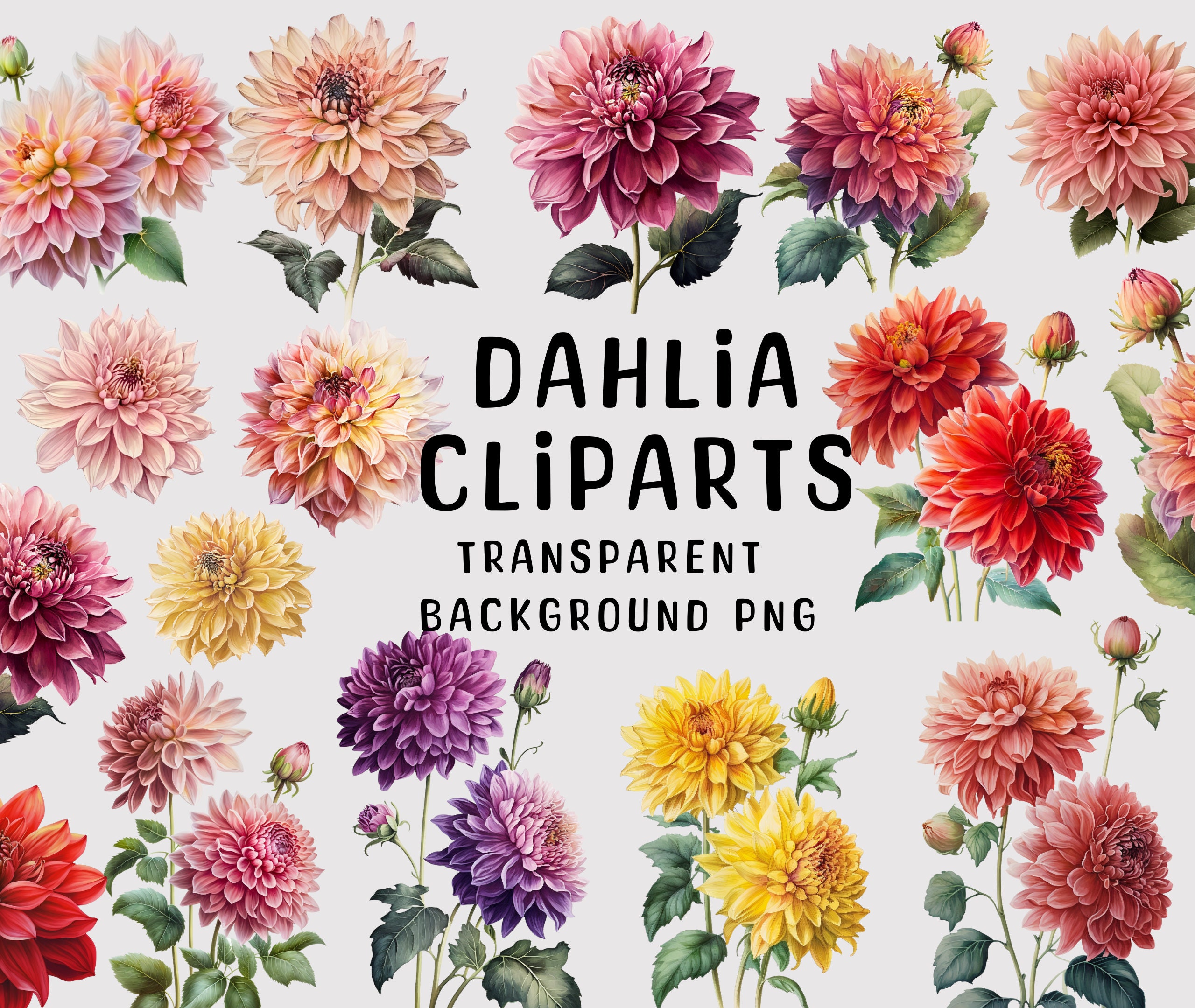 Dahlia Flower Clip Art