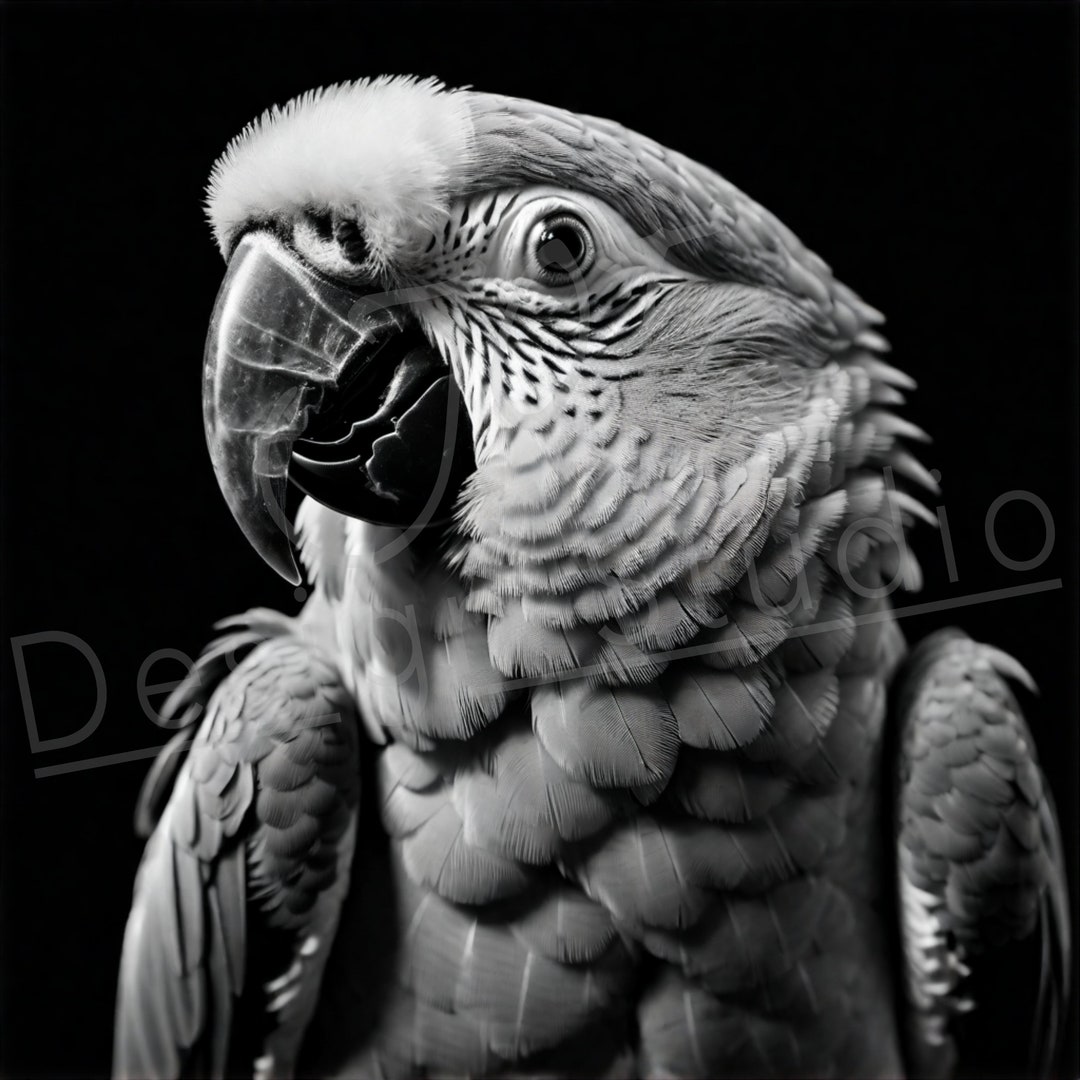 Artistic Parrot PNG / PNG Laser Engraving File for Slate / Digital ...