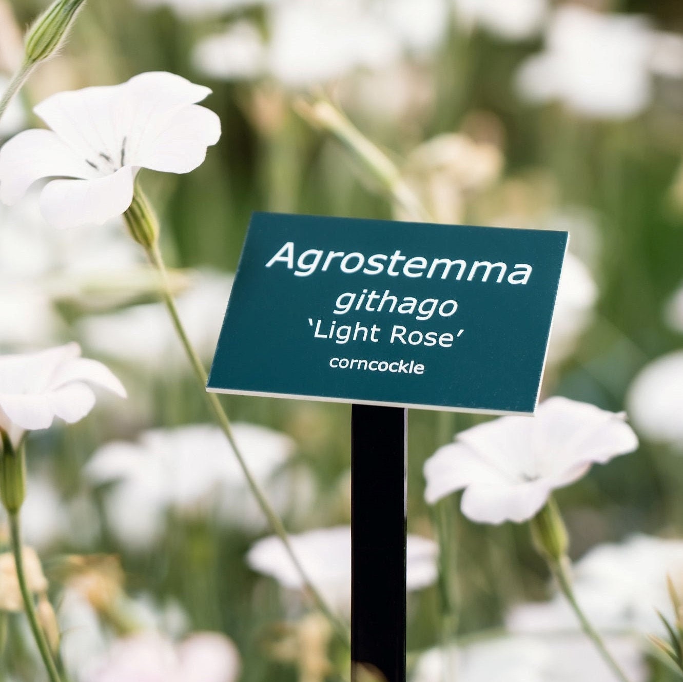 Plant Label With Stake, Personalised and Engraved - Etsy UK