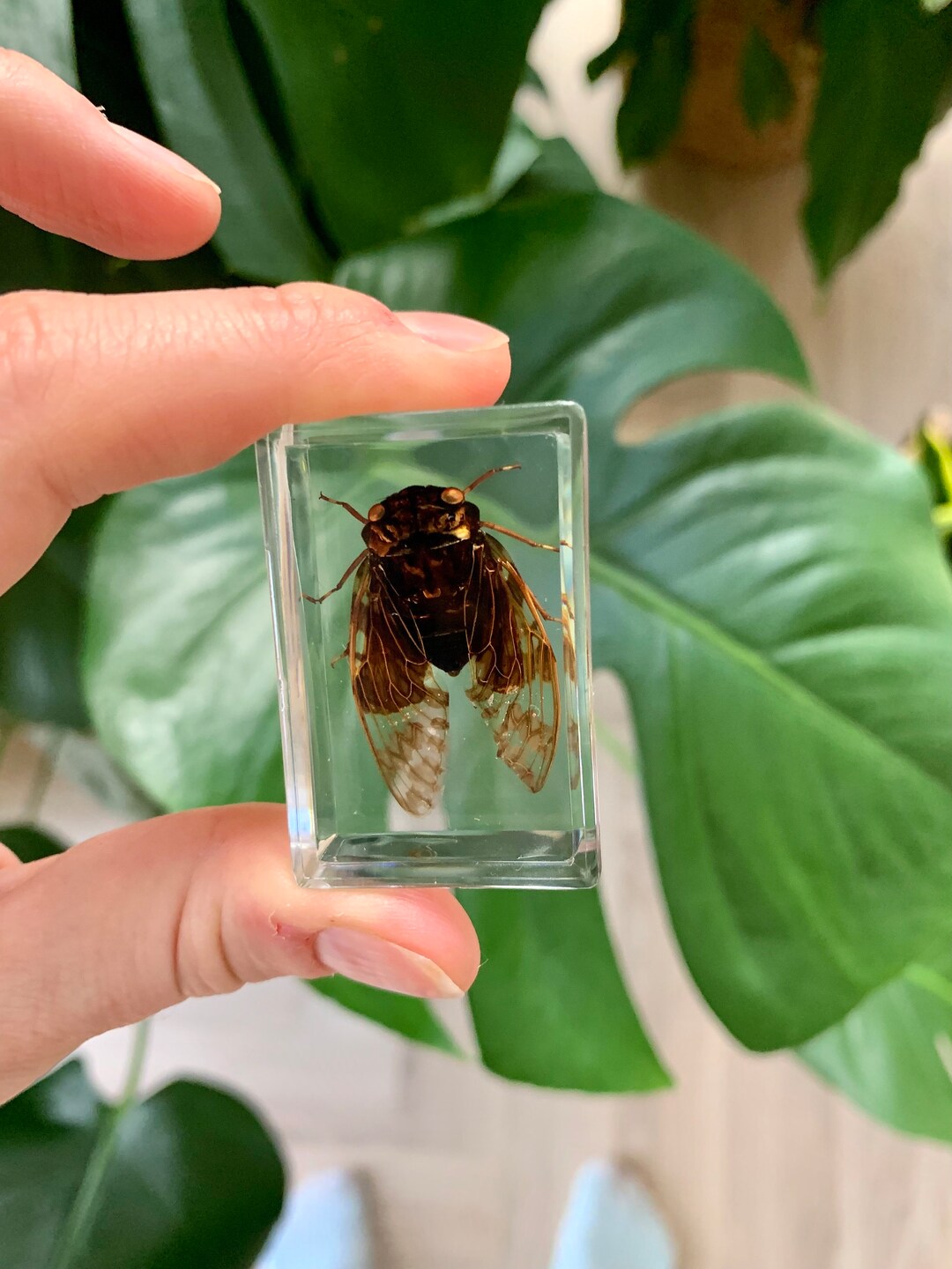 Insects in Resin, Bugs, Spiders, Beetles - Etsy