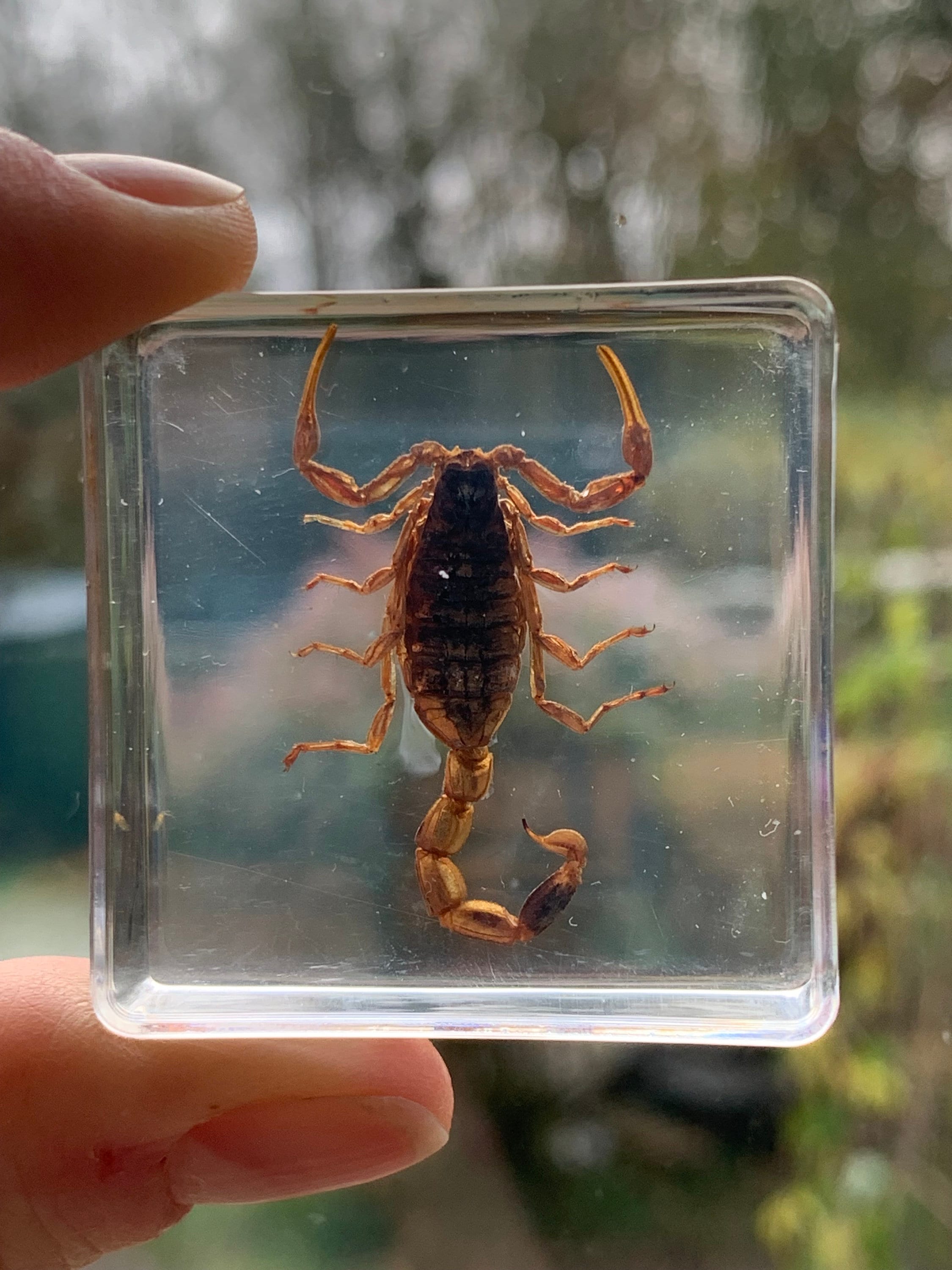 Insects in Resin, Bugs, Spiders, Beetles - Etsy