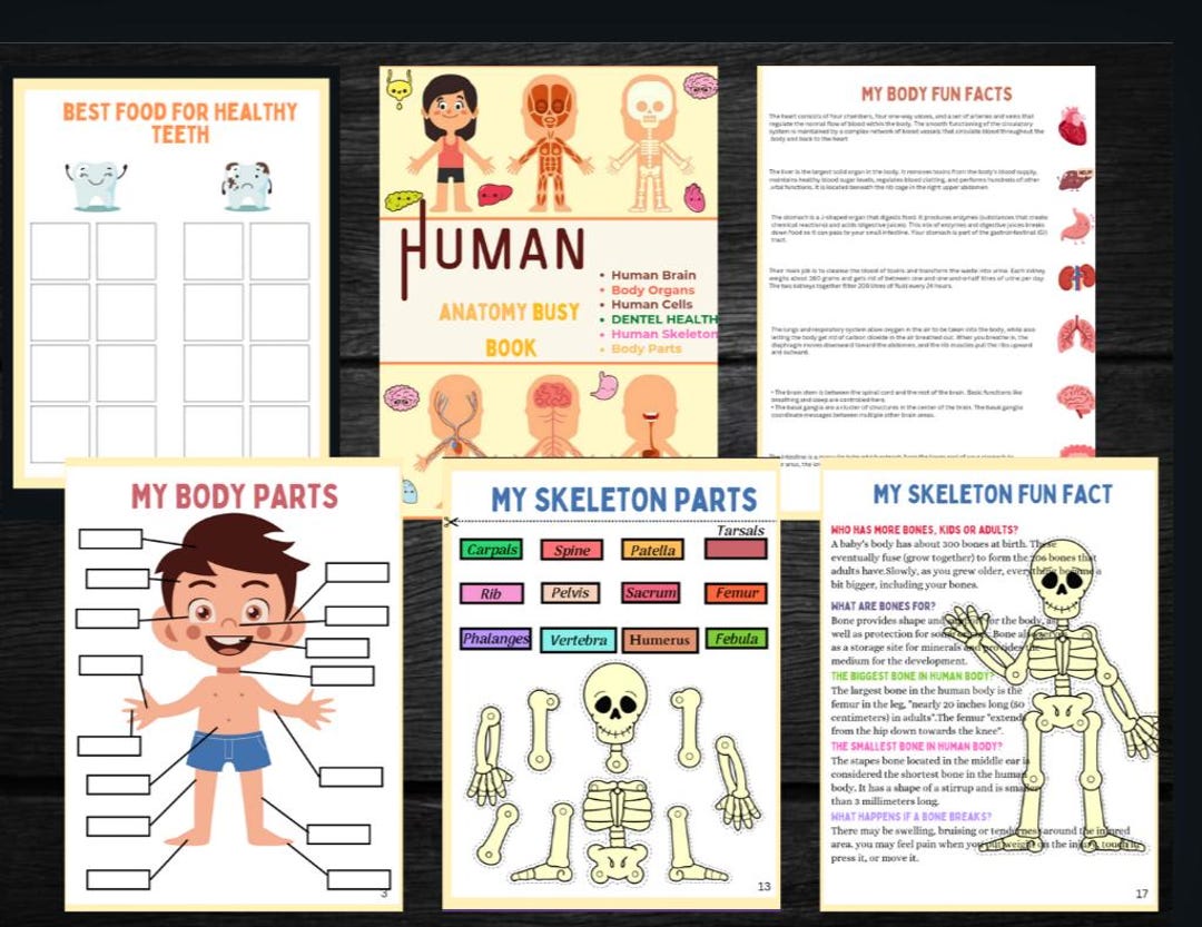 Discover the Amazing Human Body: A Fun Kids Anatomy Booklet - Etsy