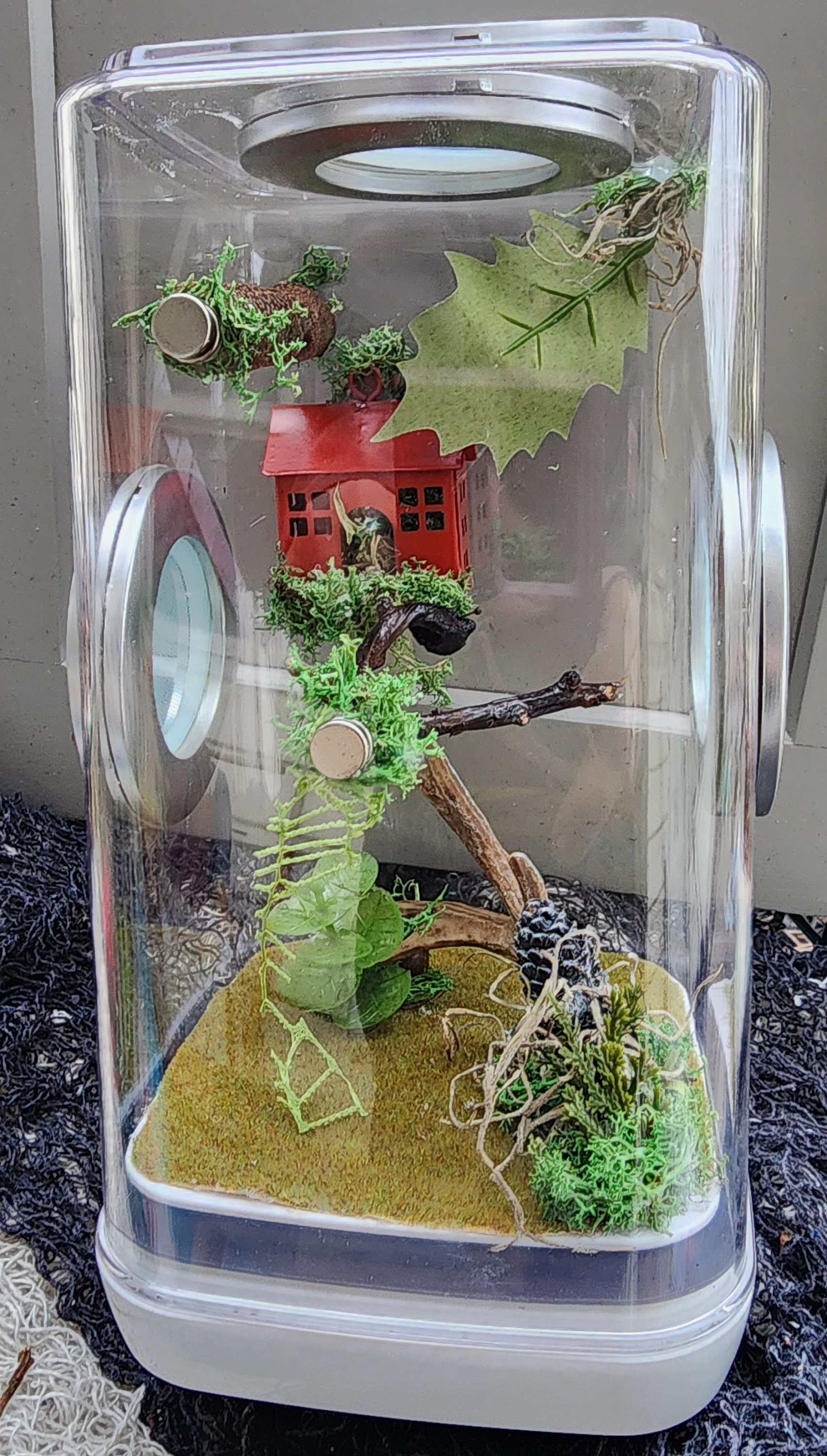 Jumping Spider Enclosure 8x5x5inside, Decorated, Dudes Spoods 2 the ...