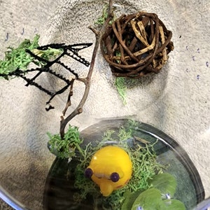 Jumping Spider Enclosure 6.5x3 Decorated Alien Encounter 1 FREE ...