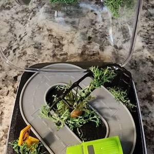 Jumping Spider Enclosure 8x5x5inside, Decorated, Dudes Spoods #1 *FREE ...