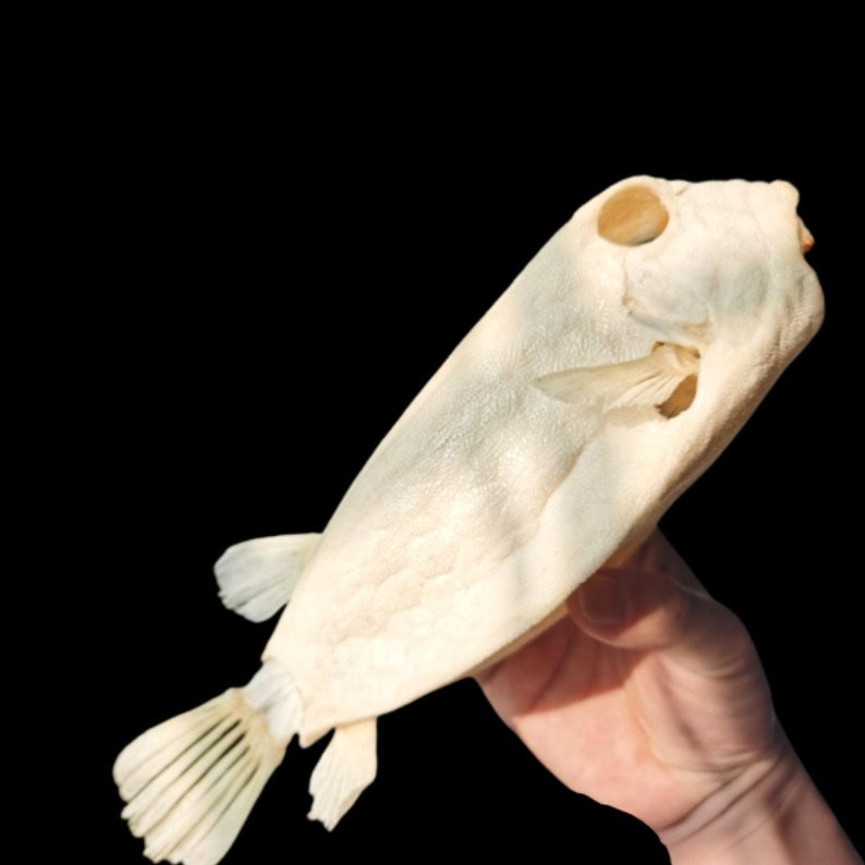 Boxfish Skeleton Natural Animal Bone Specimen Skull Specimen - Etsy