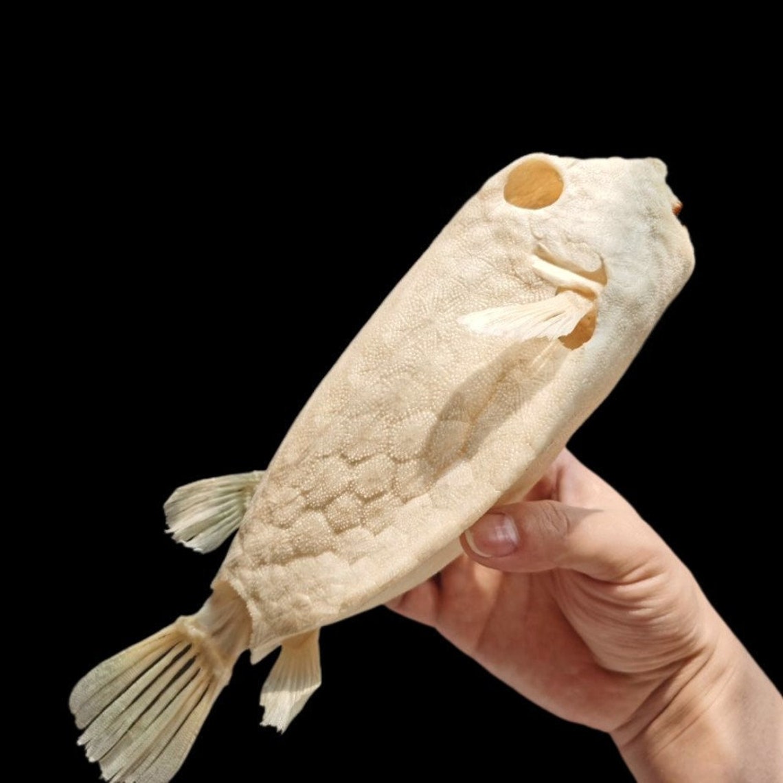 Boxfish Skeleton Natural Animal Bone Specimen Skull Specimen - Etsy