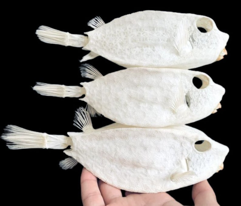 Boxfish Skeleton Natural Animal Bone Specimen Skull Specimen - Etsy