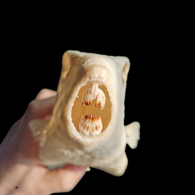 Boxfish Skeleton Natural Animal Bone Specimen Skull Specimen - Etsy UK