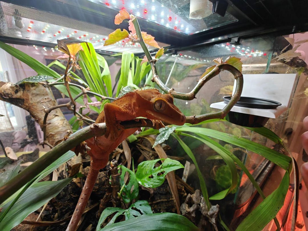 3d Printed Gecko Food Ledge -magnetic- - Etsy